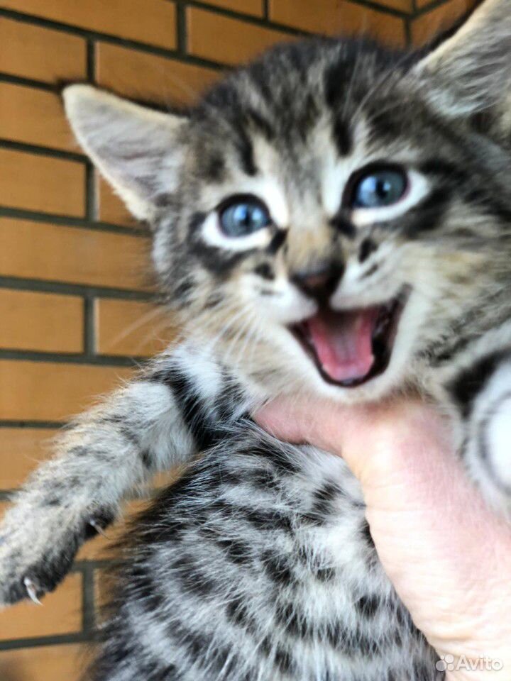 Симпатичный голубоглазый Котенок, мальчик