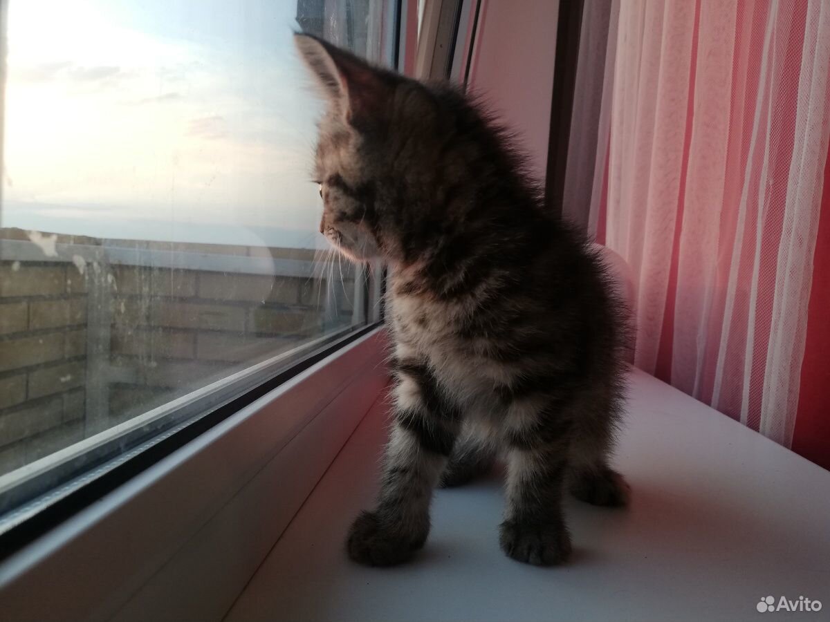 Котёнок в добрые руки