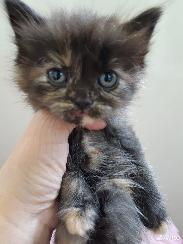 Котенок черепашка