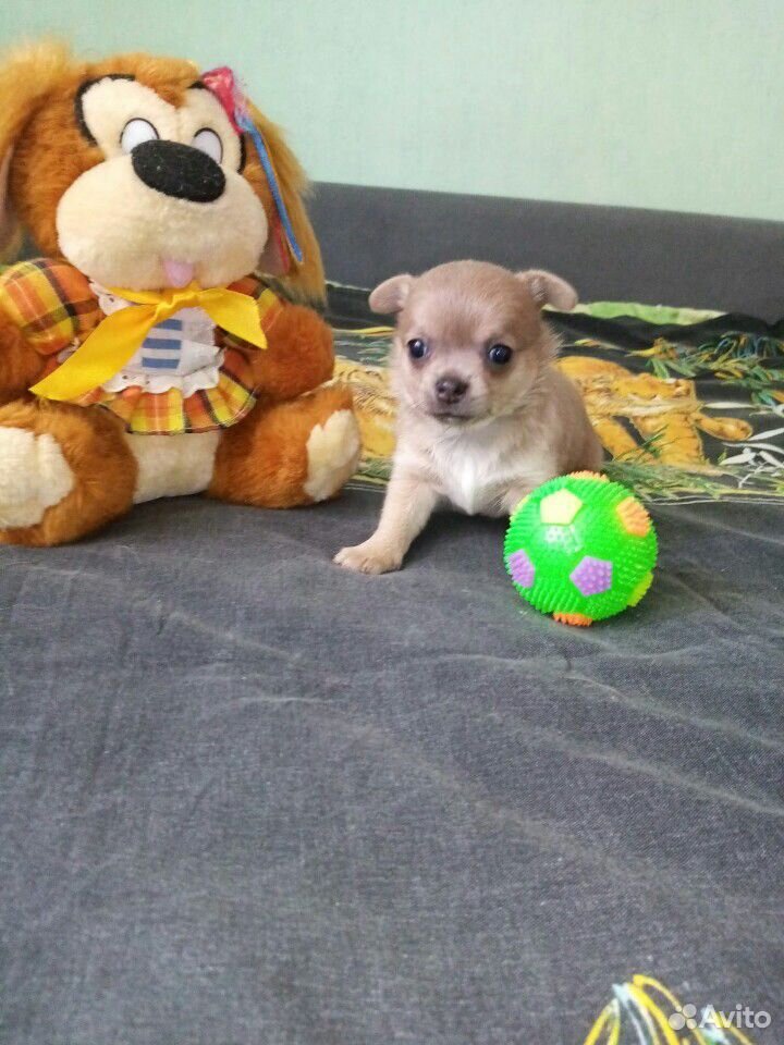 Чихуахуа щенки
