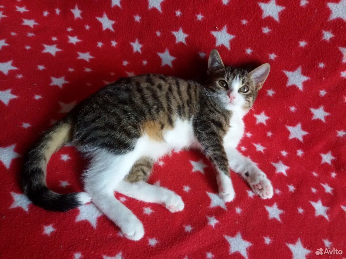 Котенок Зайчик