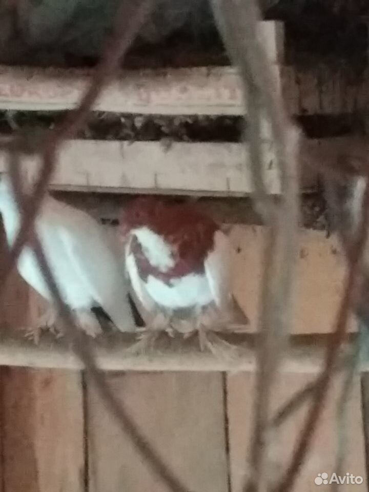 Голуби помесь манахи снегири