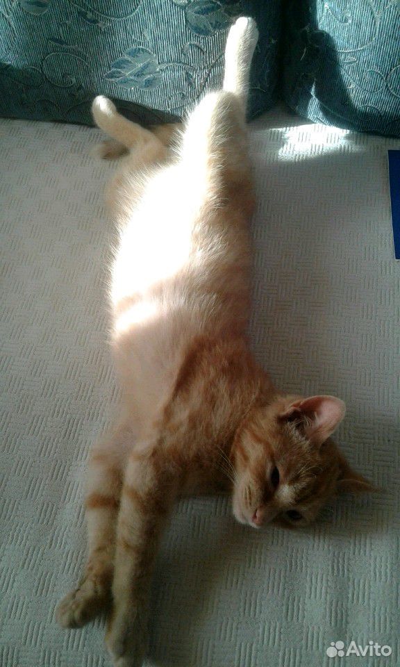 Котёнок Шульц 5 месяцев