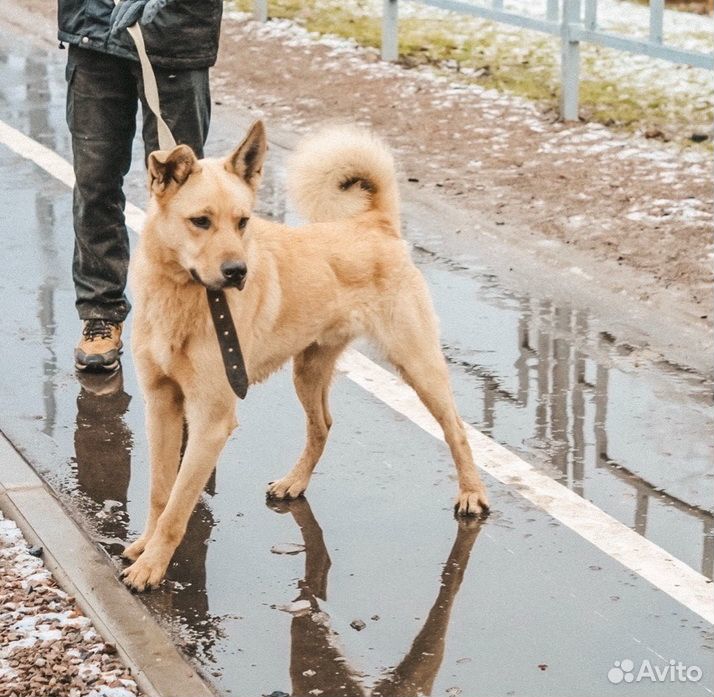 Нежный пес с золотой шерстью ищет дом