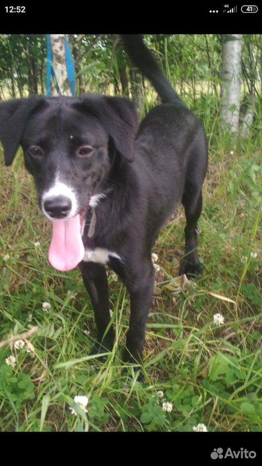 Сюзанна домашние небольшая девочка