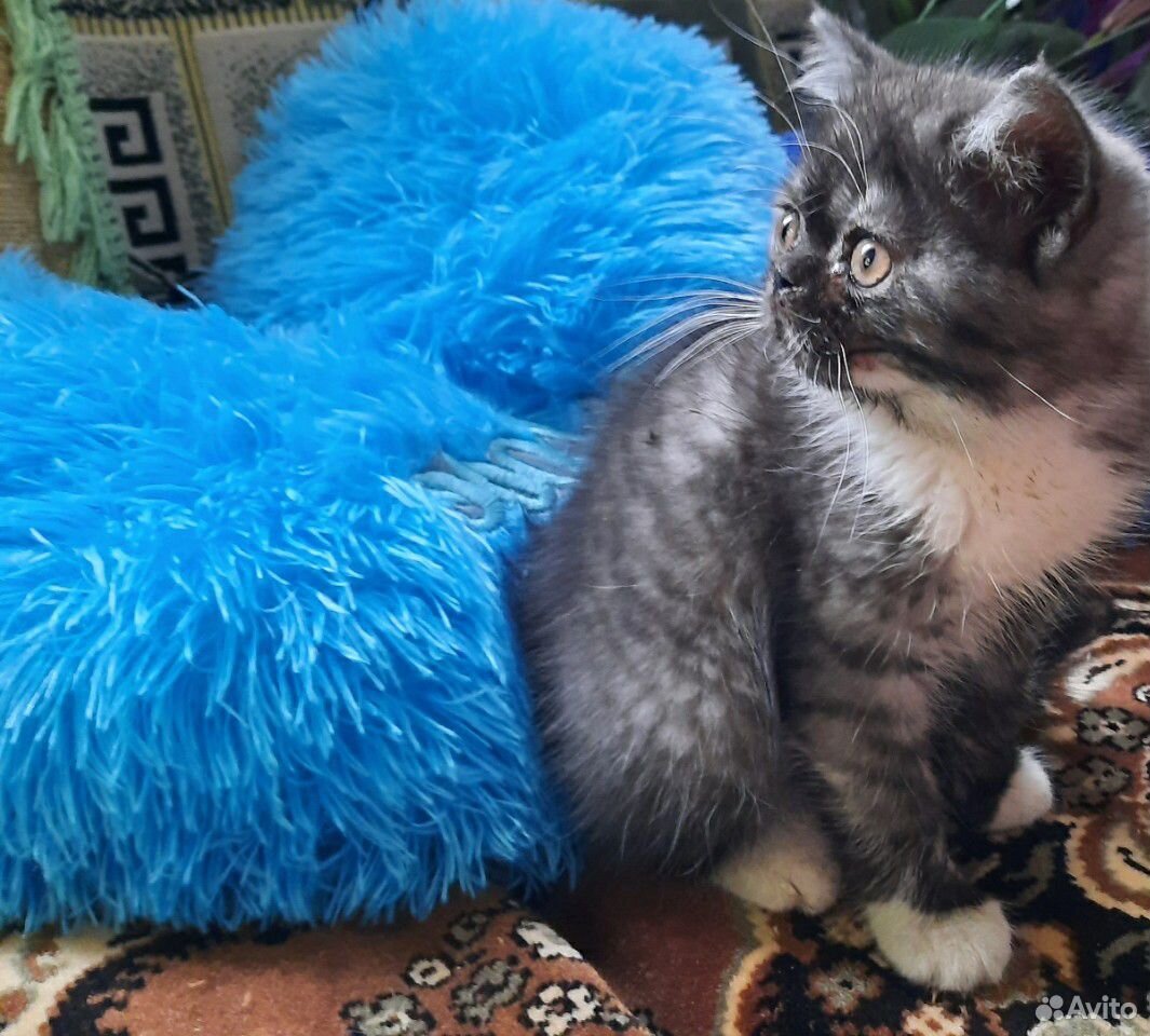 Персидский котёнок