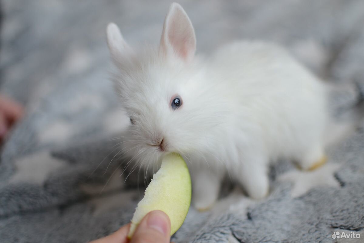 Декоративные карликовые кролики