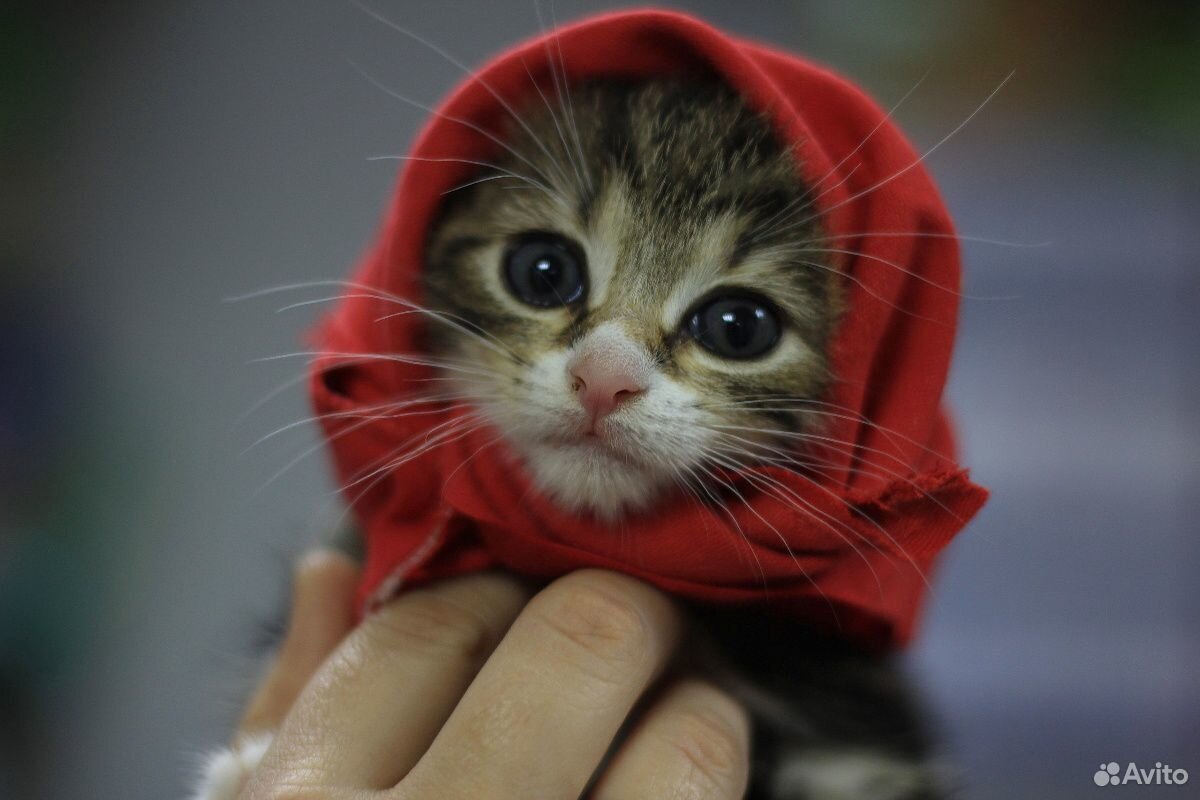 Машенька, котенок, девочка, 1,5 месяца