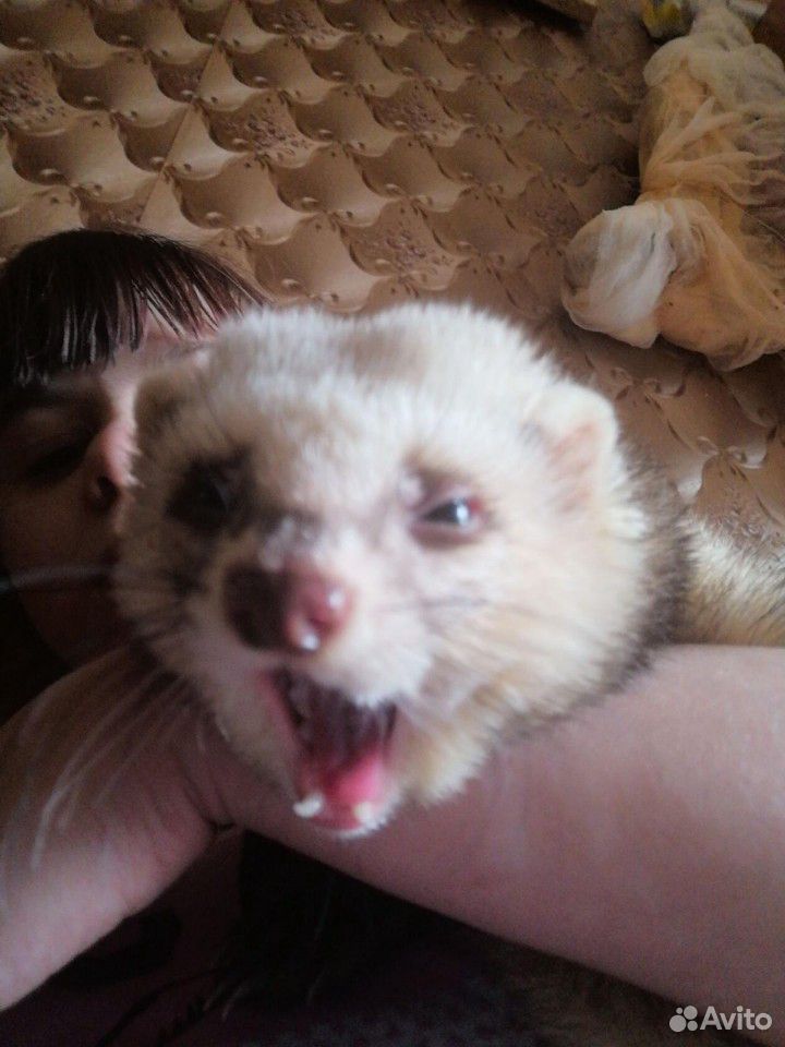 Хорек
