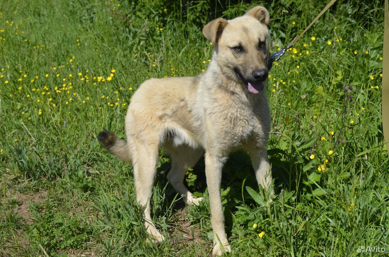 Щенок малышок ищет дом И ждет хозяина