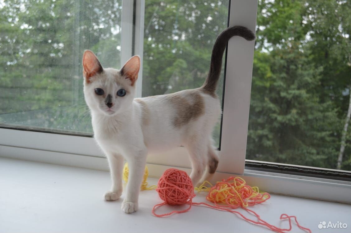 Метис тайской кошки, девочка, 3 месяца в дар