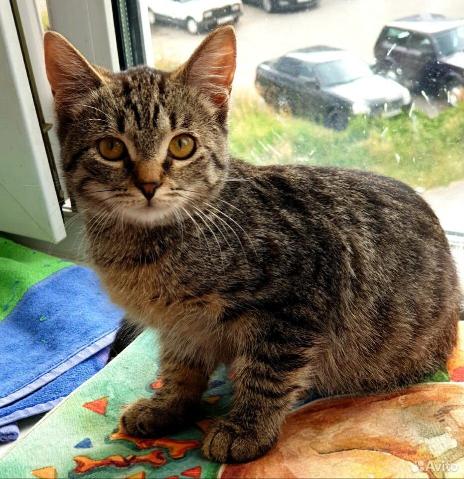 Полосатый тигренок