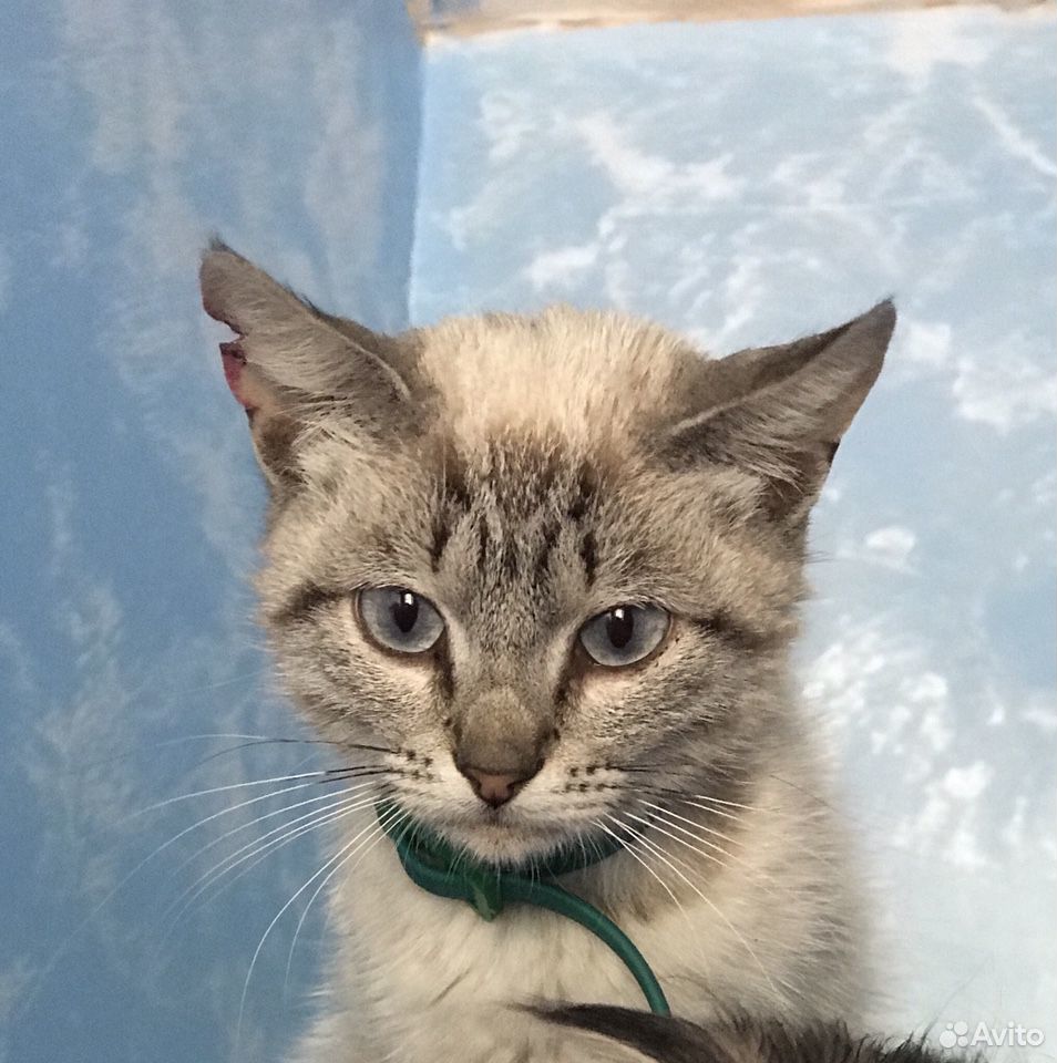 Кошка Тесса в хорошие руки