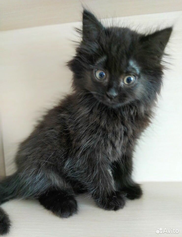 Котенок девочка Пушистик