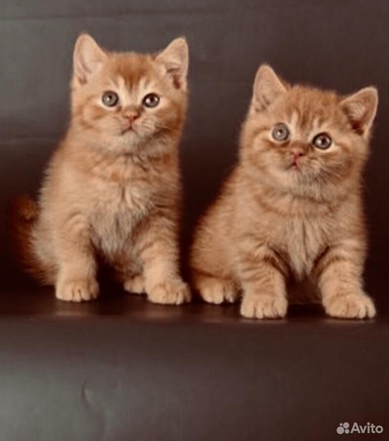 Солнечный малыш