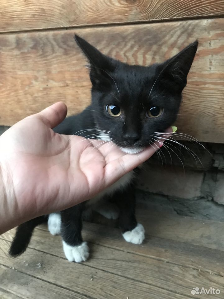 Отдадим котят