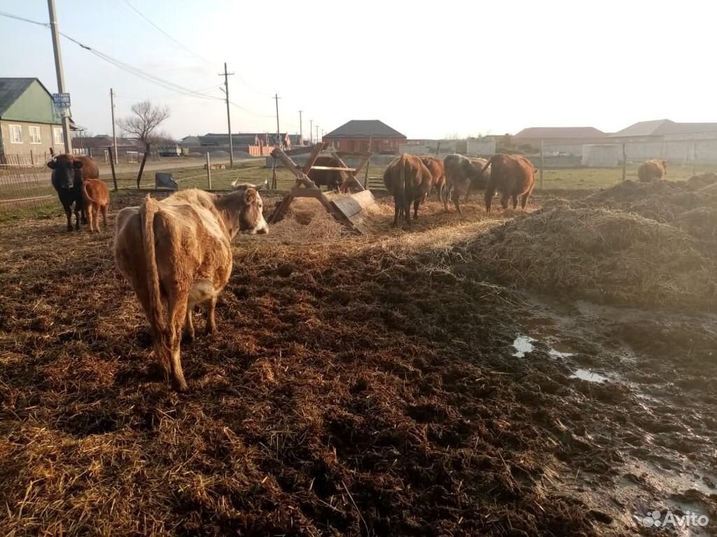 Продам скот