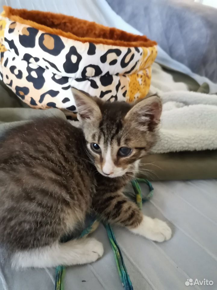 Котенок, 3 месяца, домашний, чистый