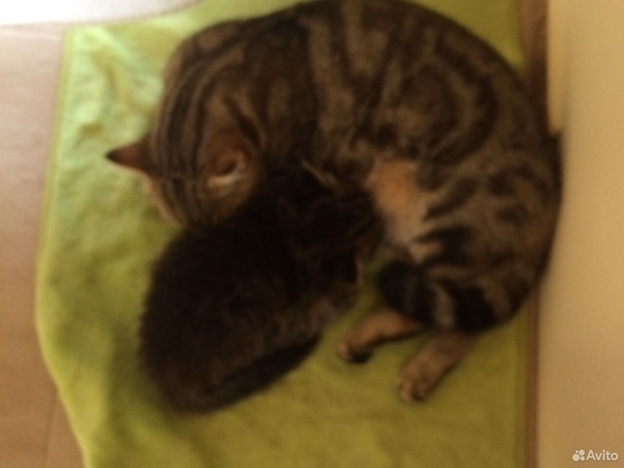 Котята