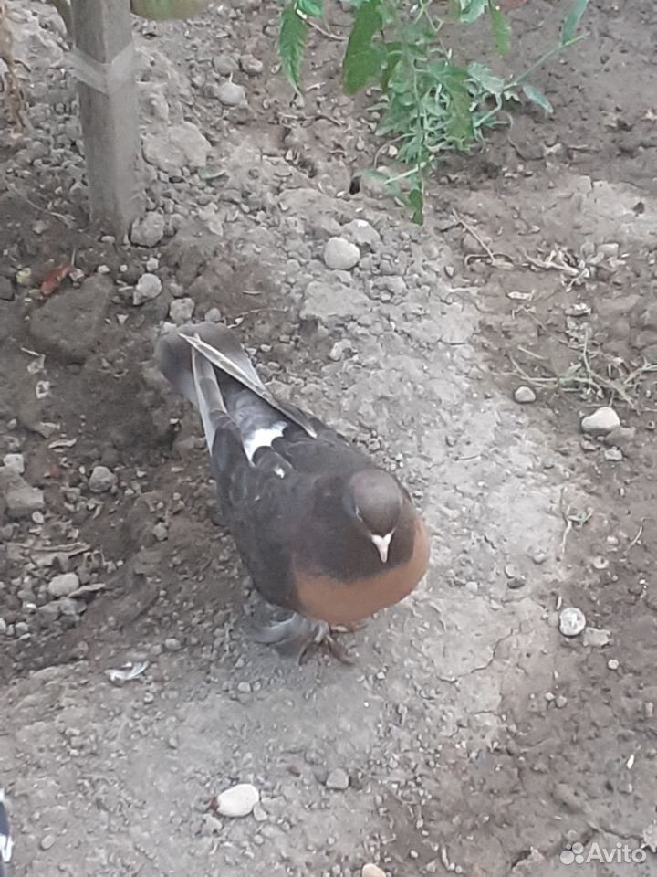 Голуби(турецкая такла)