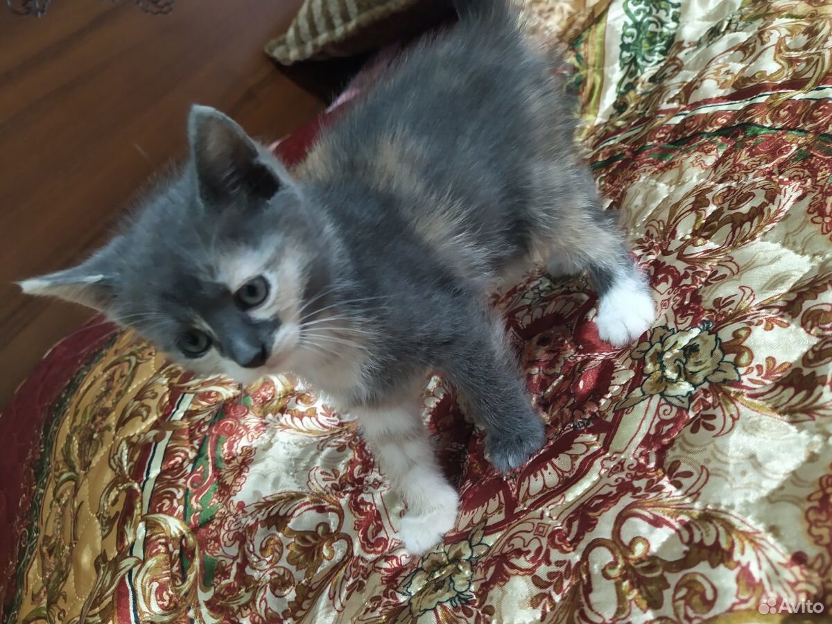 Котята