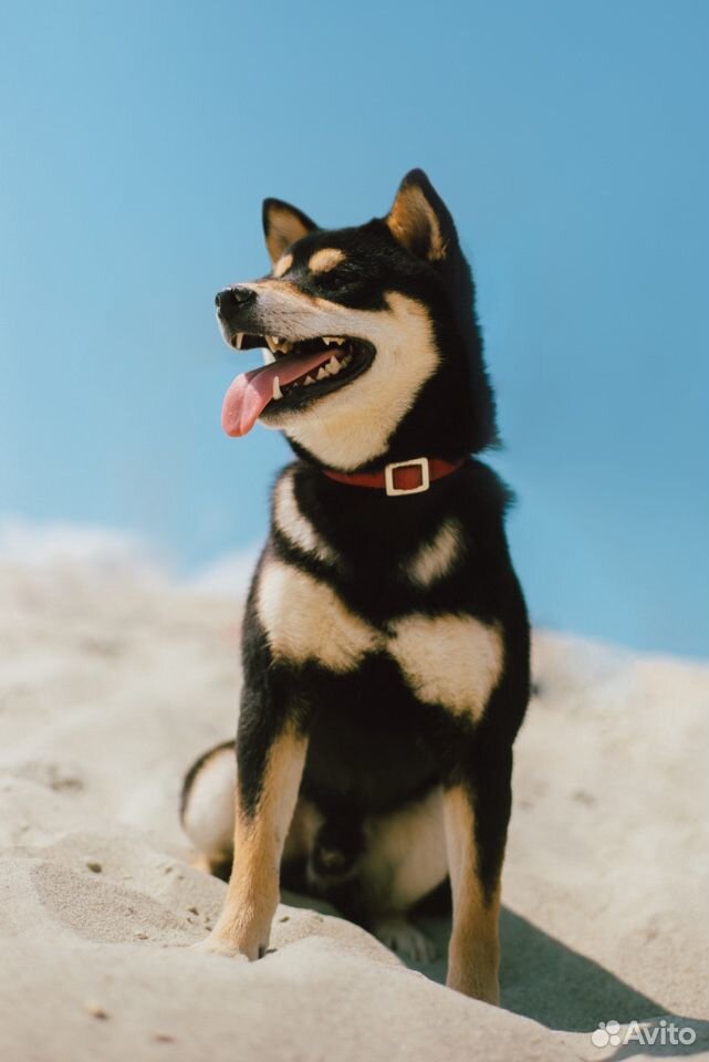 Сиба-ину для вязки