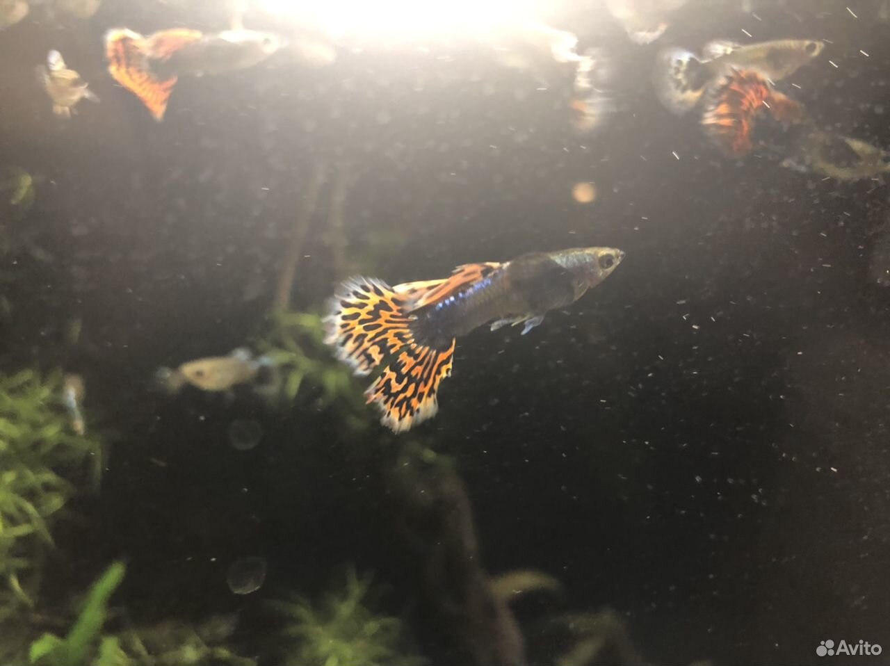 Гуппи «Dambo platinum mosaic” слоновьи уши