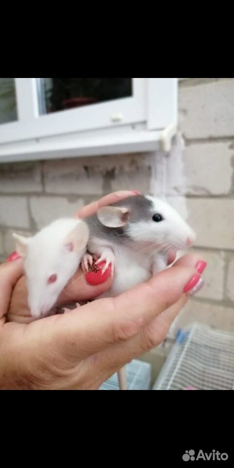 Крыска декоративная