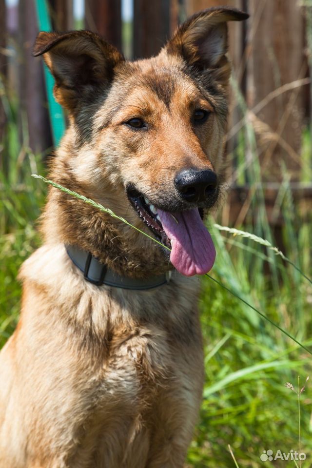 Фокс ищет хозяина