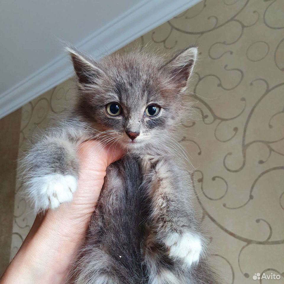 Серый котенок. 1,5 месяца. Девочка