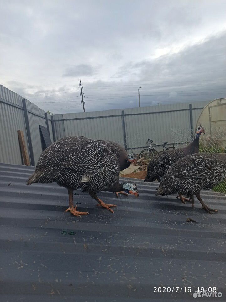 Цесарки 4 мес