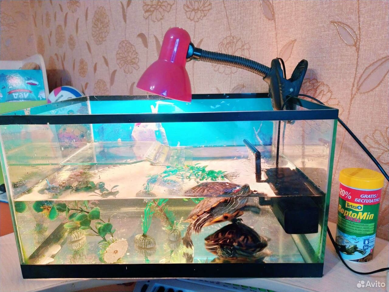 Черепахи красноухие