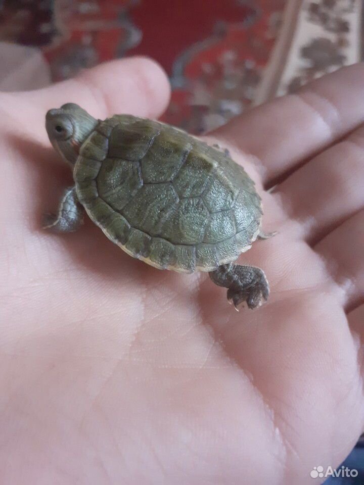 Черепаха