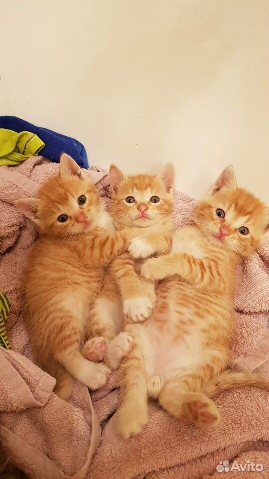 Котята