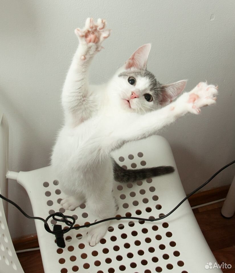 Котенок Джек