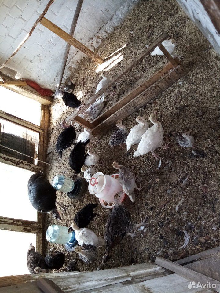 Индюки, гуси, утки