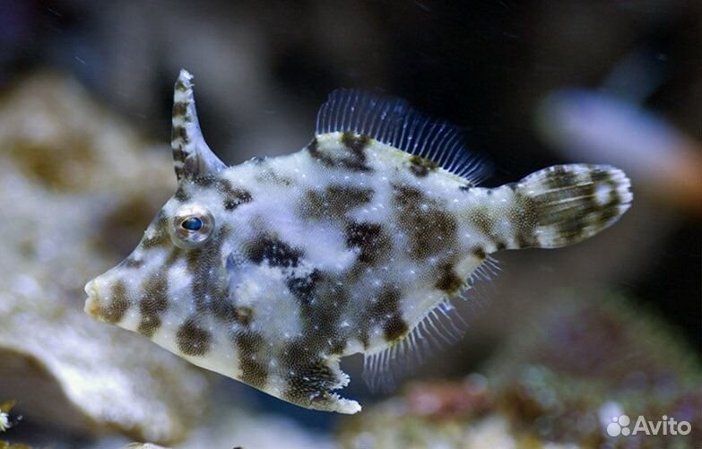 Единорог акреихт