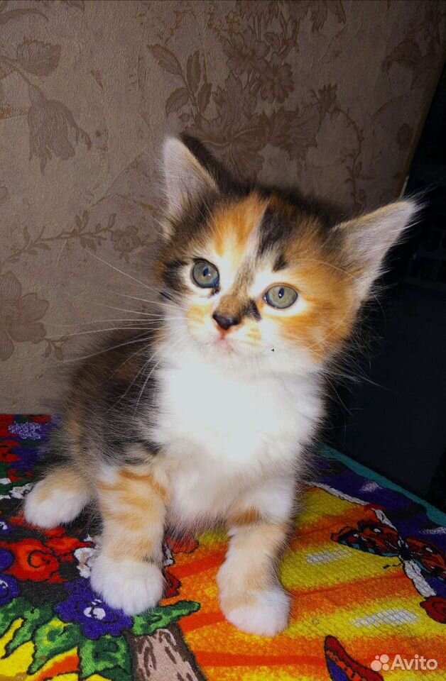 Трехцветная кошечка