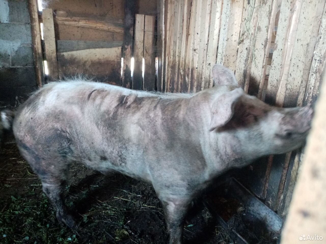 Свиноматка, хряк