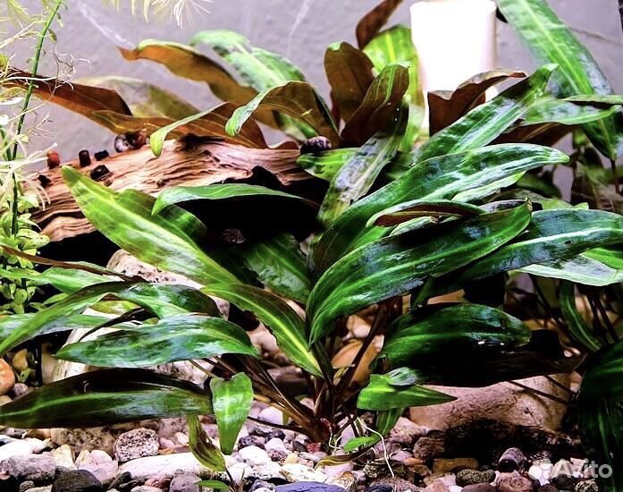 Криптокорина