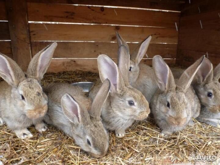 Кролики живым весом