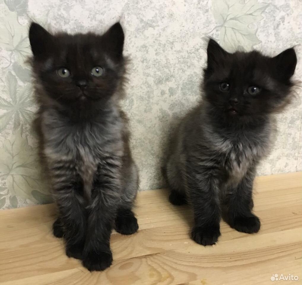 Котята-близнецы