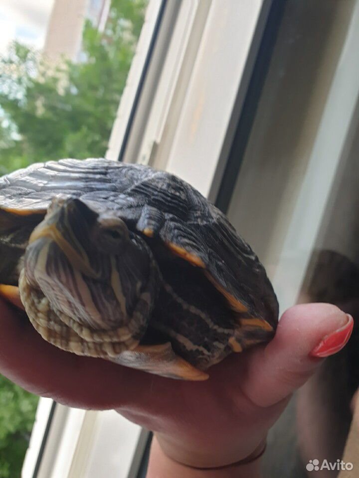 Черепаха красноухая