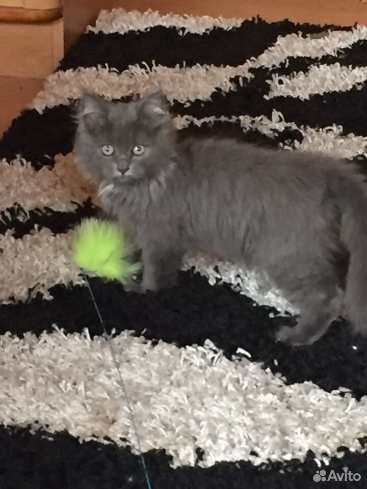 Котенок нибелунг в дар