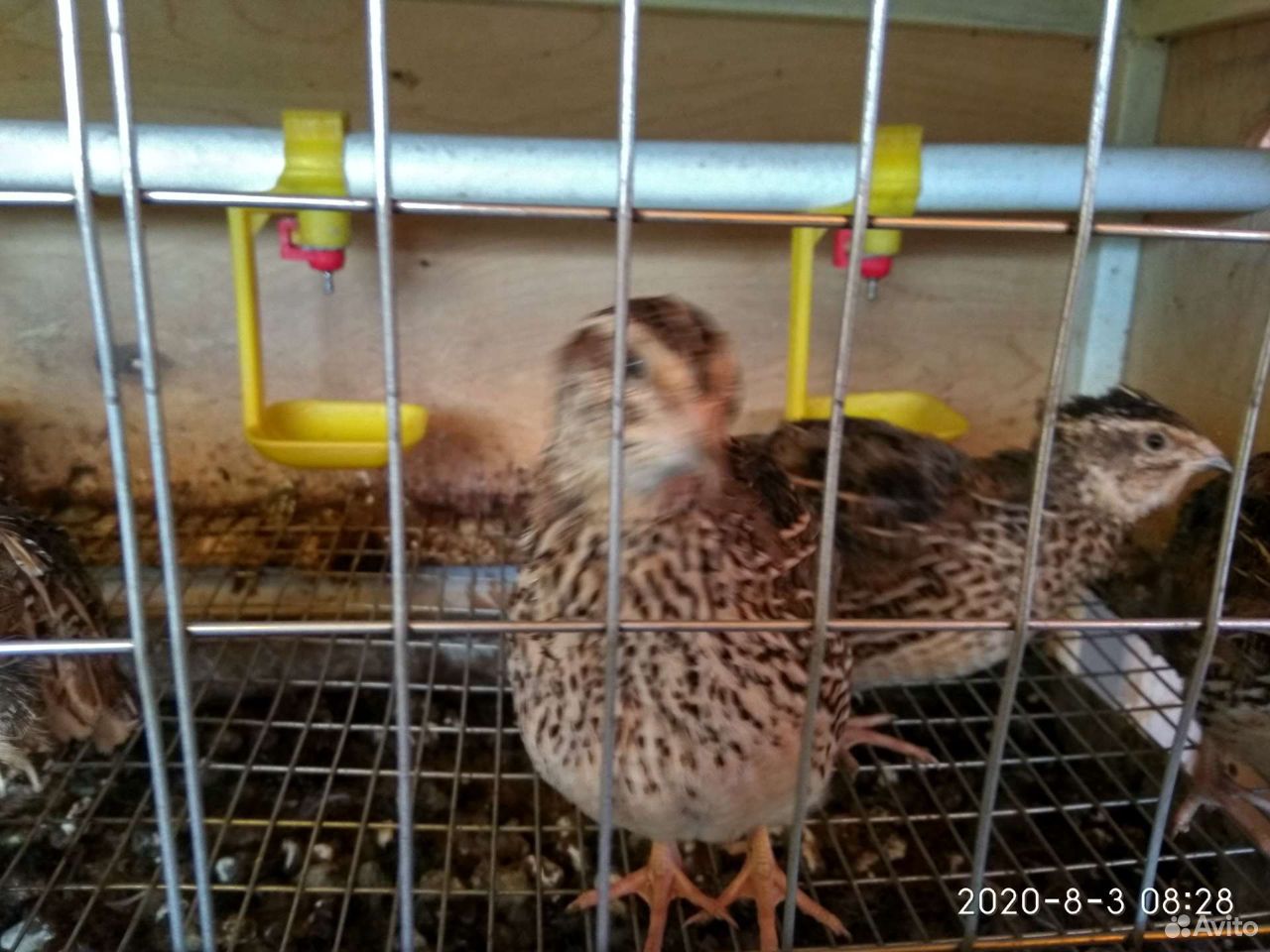 Перепела несушки