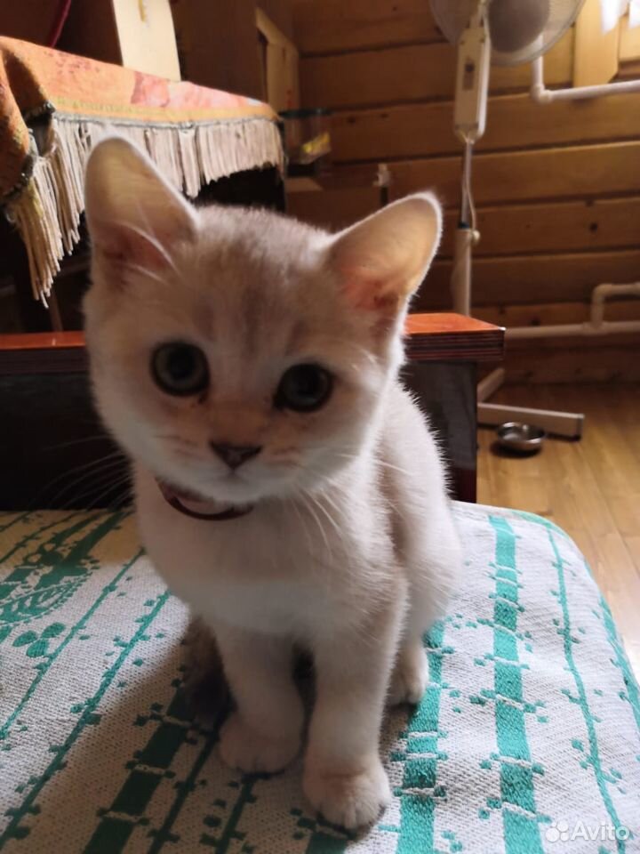 Животных