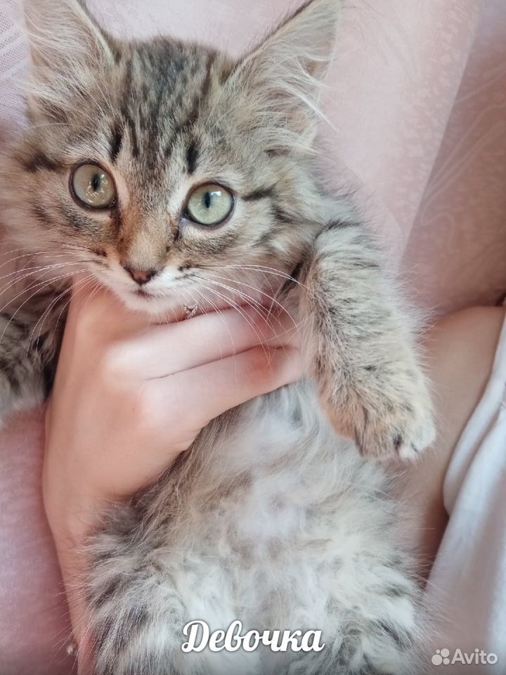 Котята