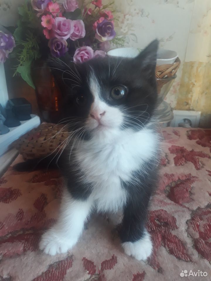 Котенок в добрые руки