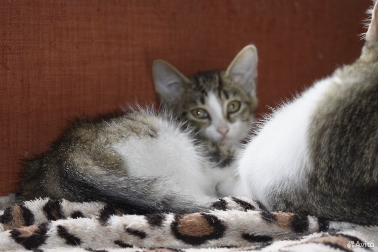 Котёнок, девочка Мелиса