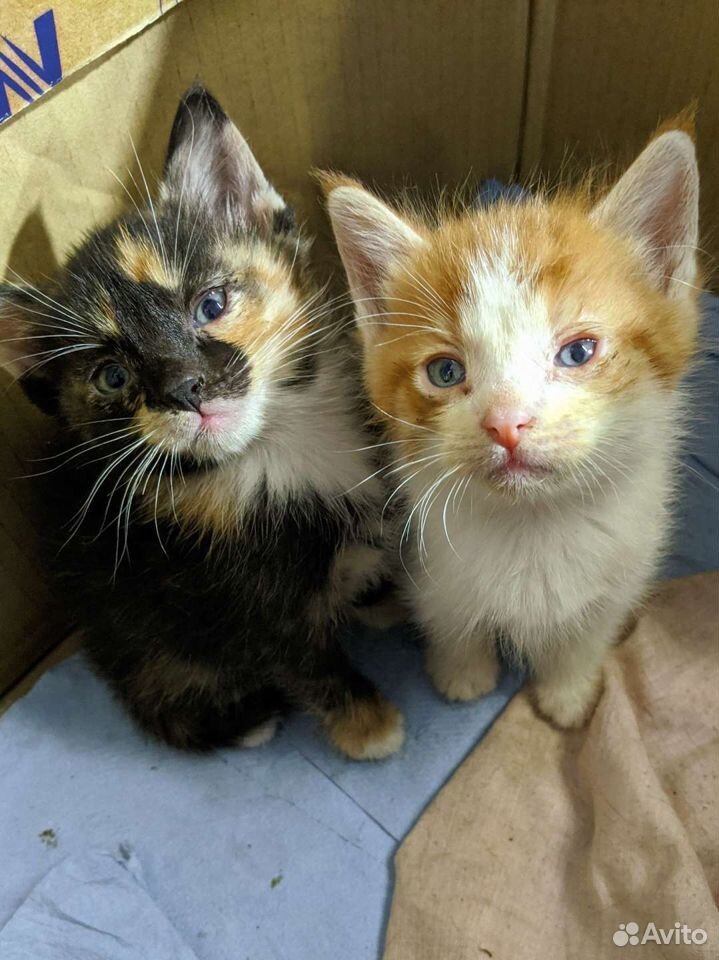 Котята в дар